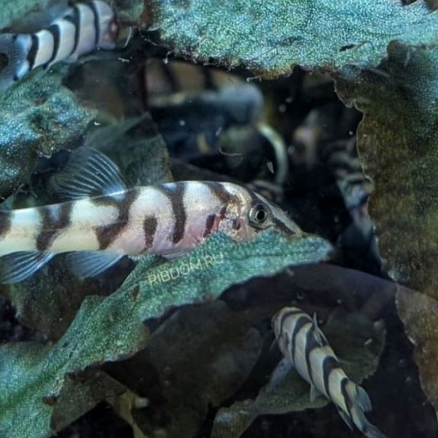 Боцич мраморная рыбки в аквариум