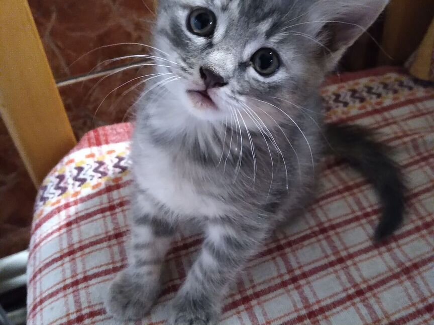 Кошка
