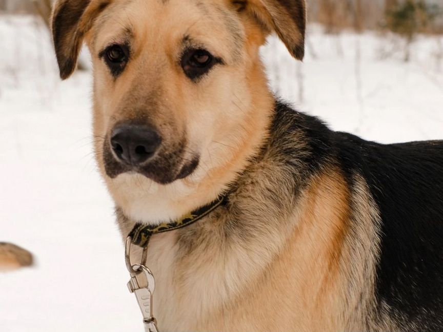 Конти из приюта