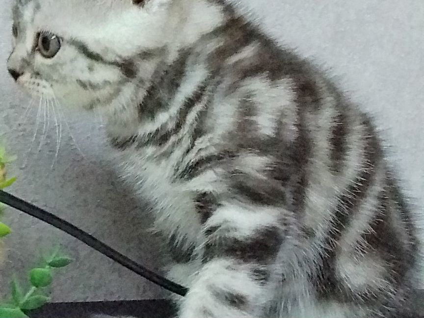 Шотландская кошечка " багира "