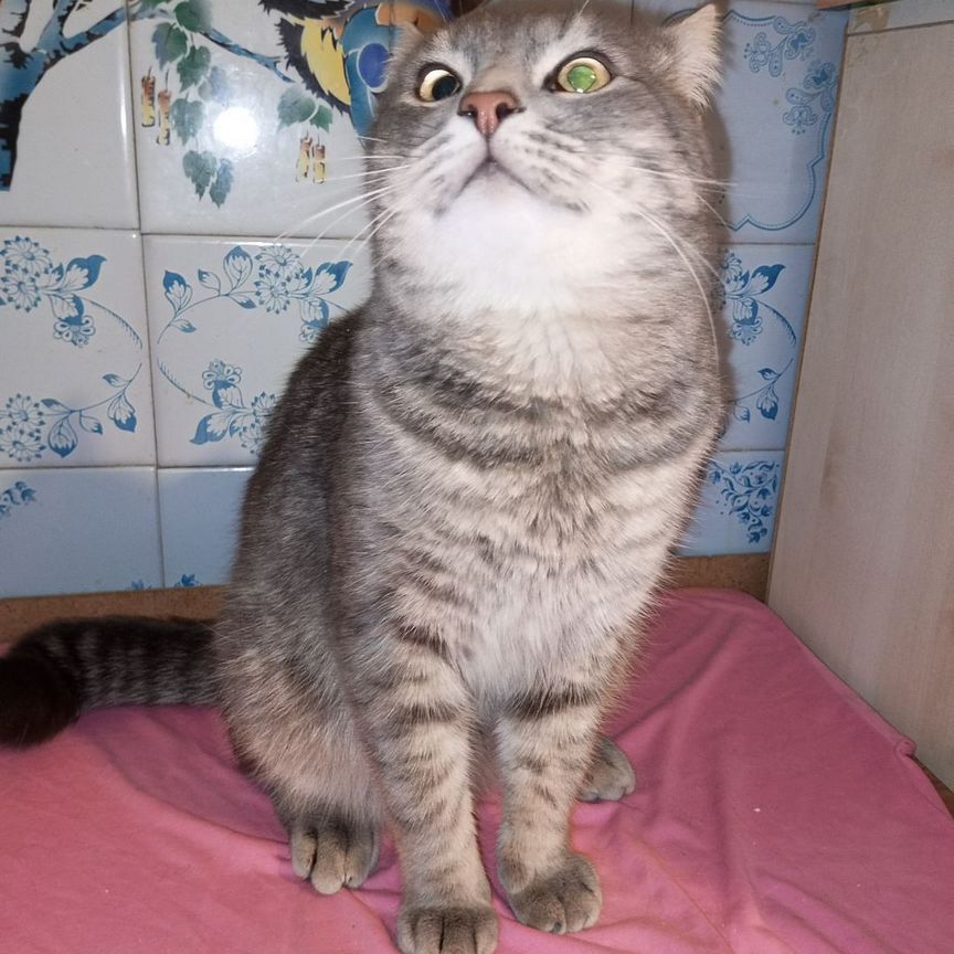 Котик, Богатырь, Альпинист мебельный