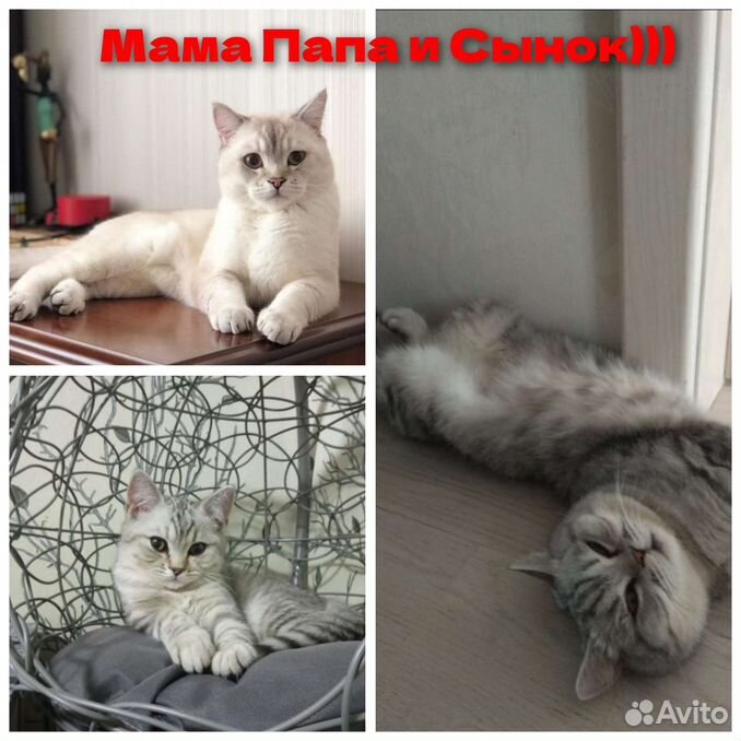Котик ищет подружку. Безплатно. Бретаниц