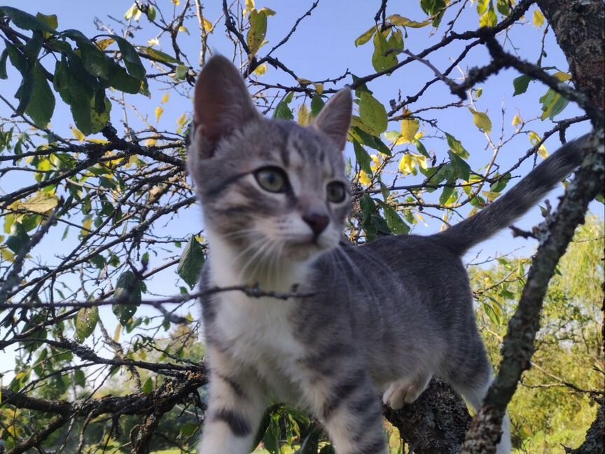 Котенок