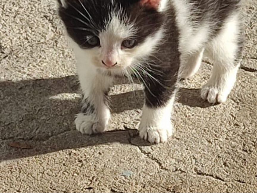 Котенок в дар бесплатно