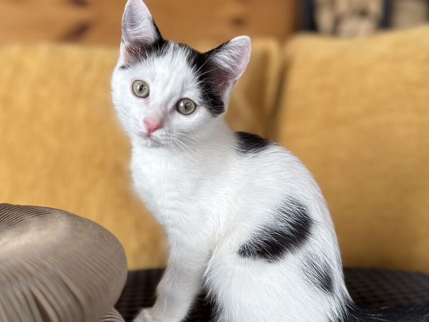 Котенок с необычным окрасом - девочка 2 месяца