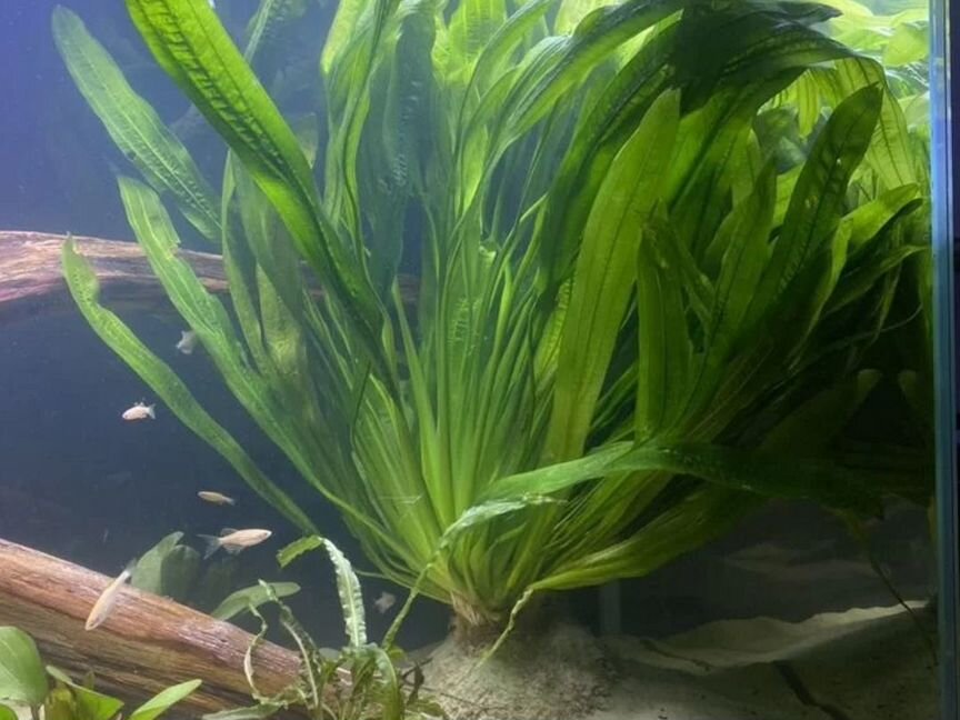 Эхинадорус для большого аквариума