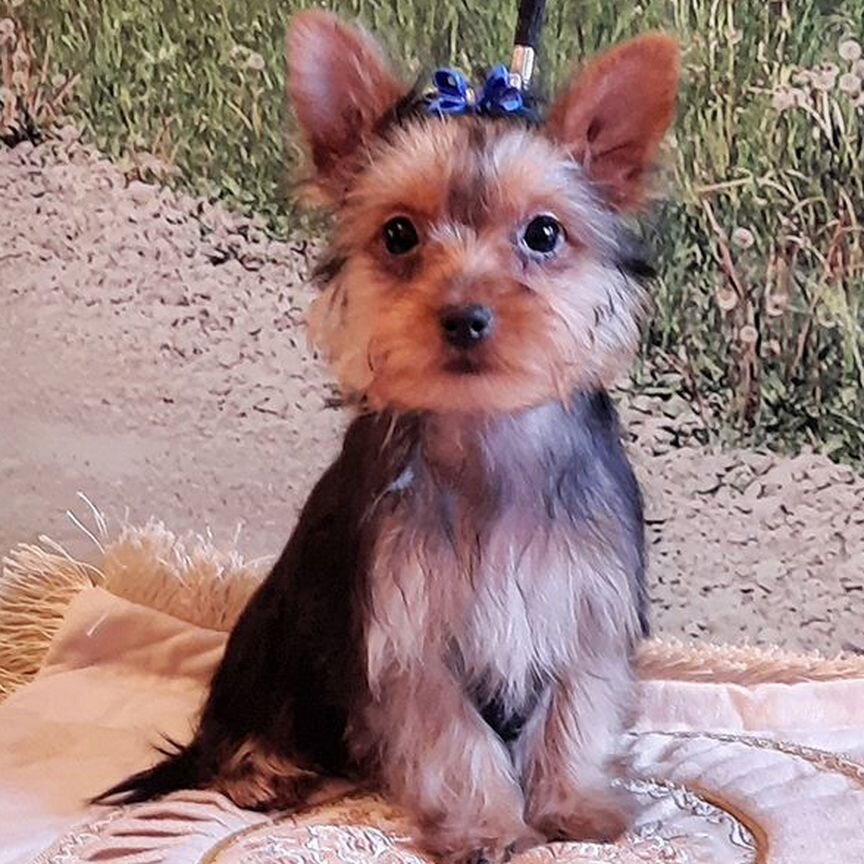 Йоркширский терьер, щенок