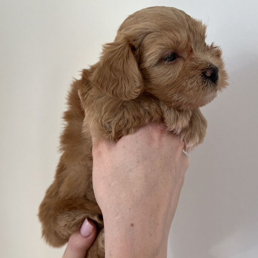 Мальтипу, щенок