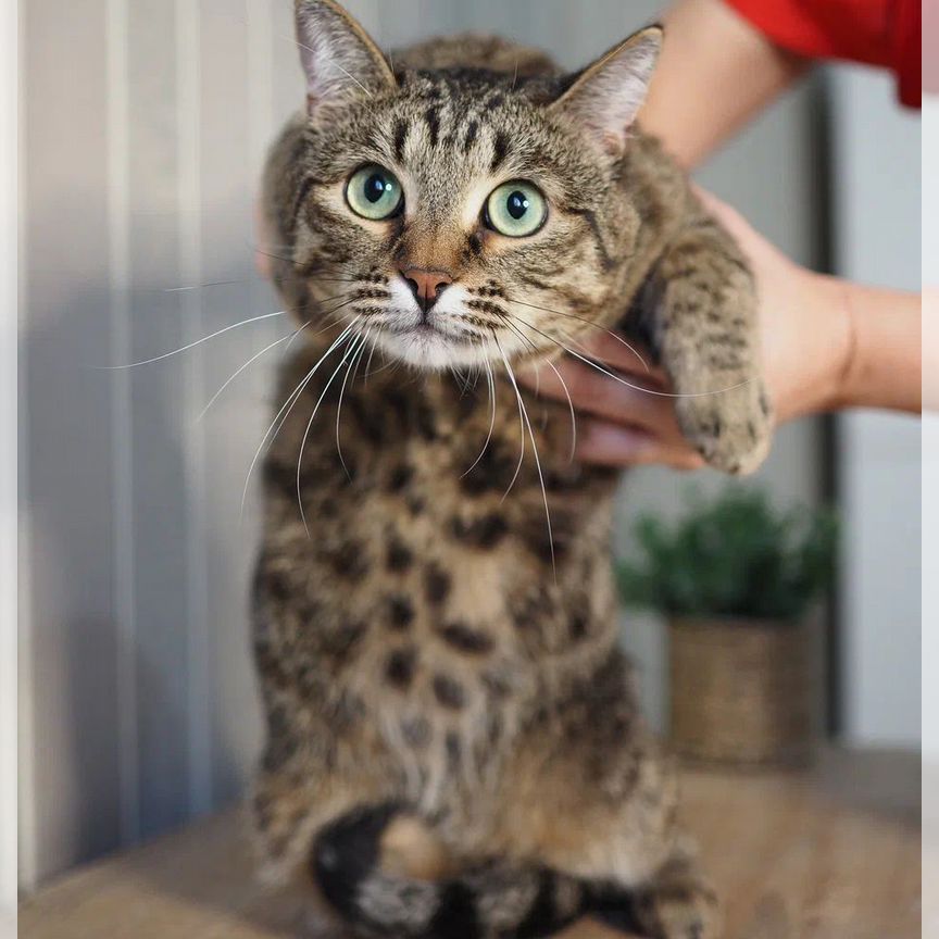 Котик Бусик в добрые руки