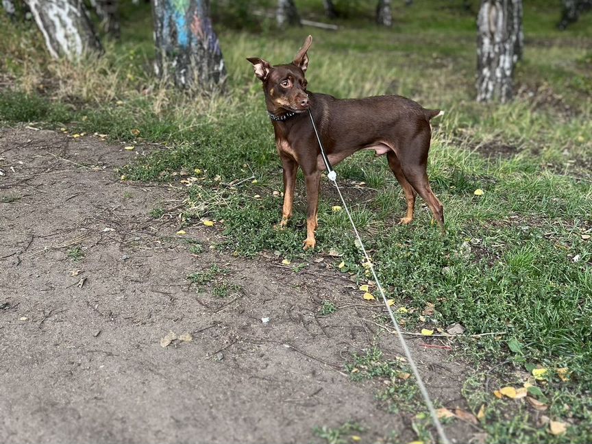 Собака в хорошие руки