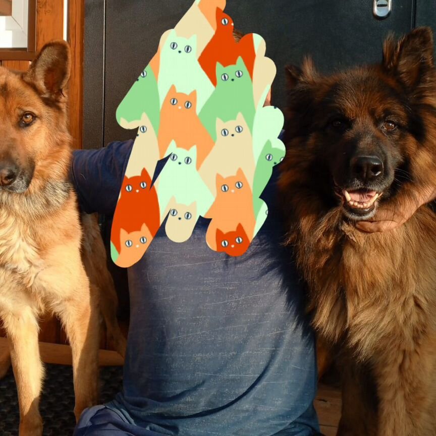 Немецкая овчарка, щенок