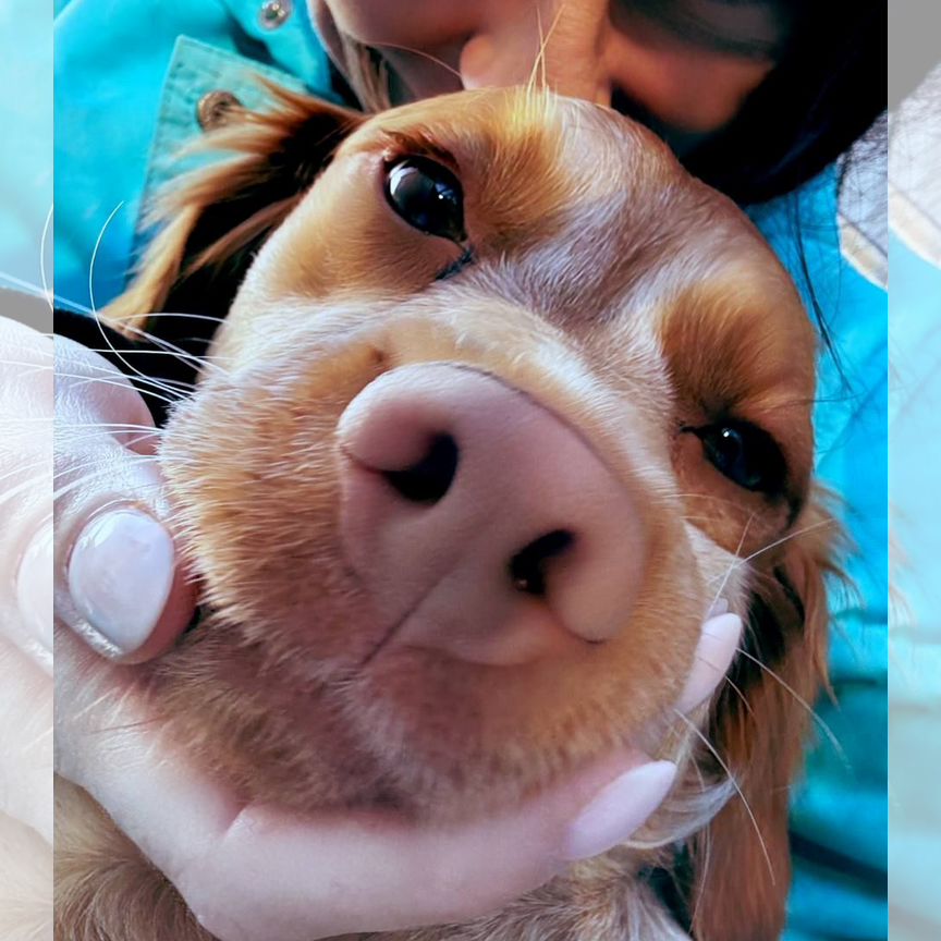 Небольшая породистая собака бесплатно