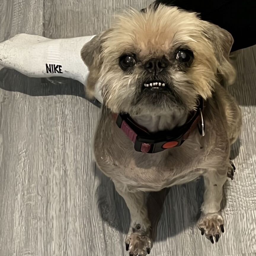 Брюссельский гриффон, взрослая собака