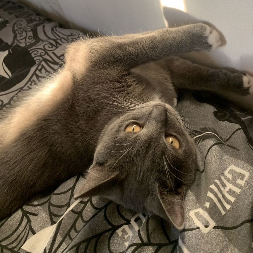 Котенок в добрые руки