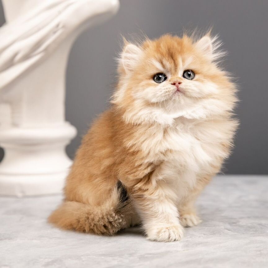 Золотой львёнок британский кот