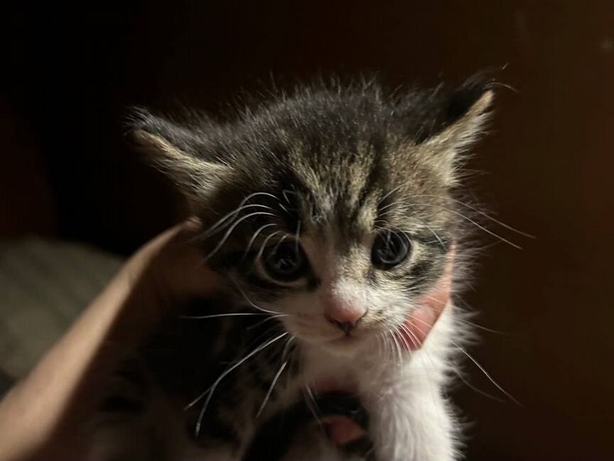 Котенок