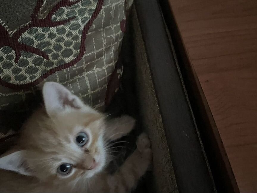 Кошка в дар бесплатно