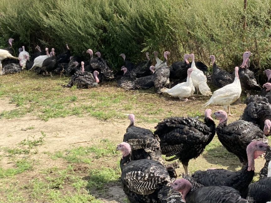 Индейка виктория и конвектор