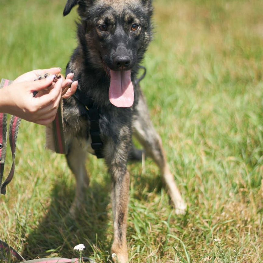 Эльбрусу плохо в приюте