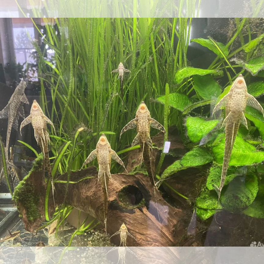 Стурисома панамская 4-10 см