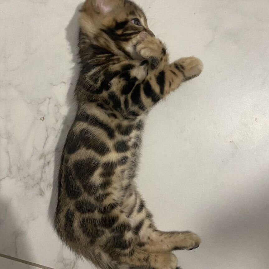 Бенгальская