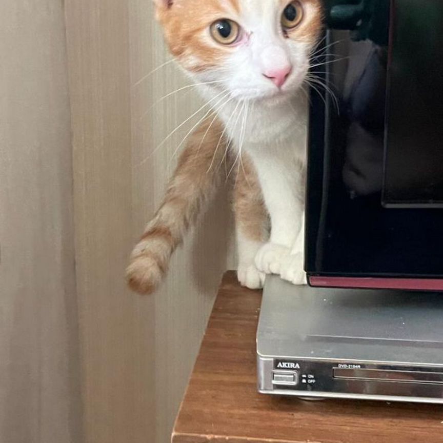 Рыжий новичок в приюте