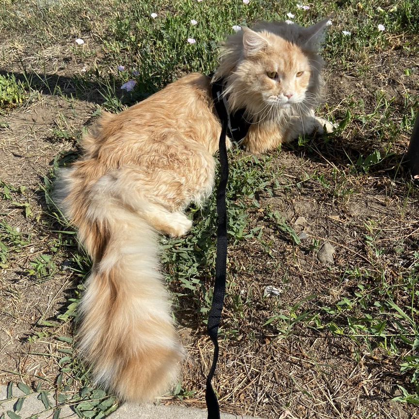 Котик мейн-кун на вязку