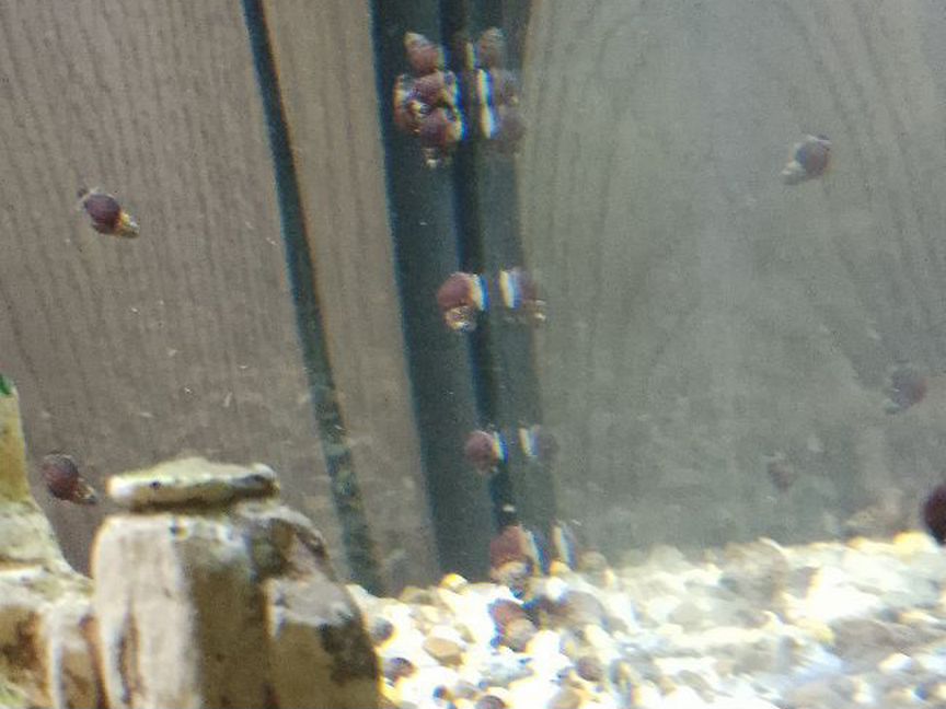 Грунтовые улитки Мелания песчаная и Гранифера