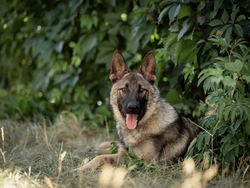 Немецкая овчарка