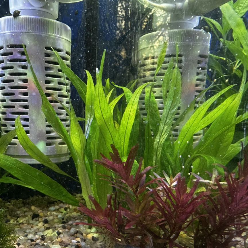 Аквариумные растения