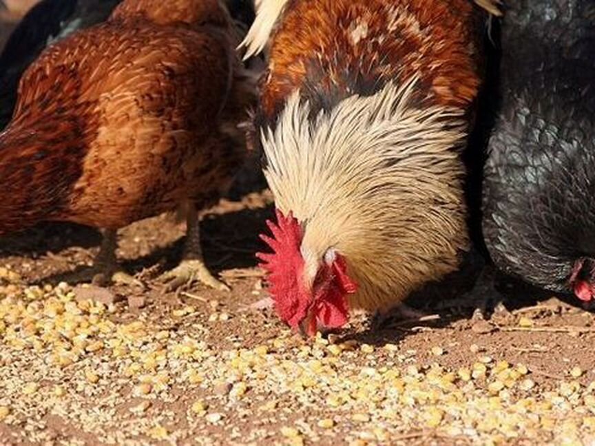 Комбикорм для кур