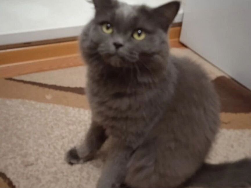 Кошечка в ответственные руки