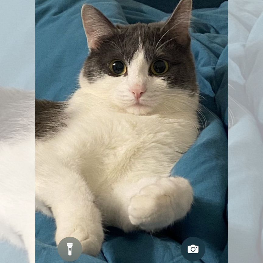 Взрослая, Девочка кошка в добрые руки