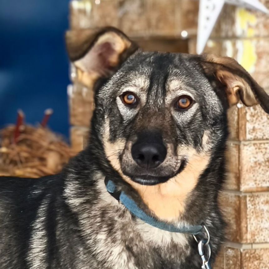 Немецкая овчарка, щенок