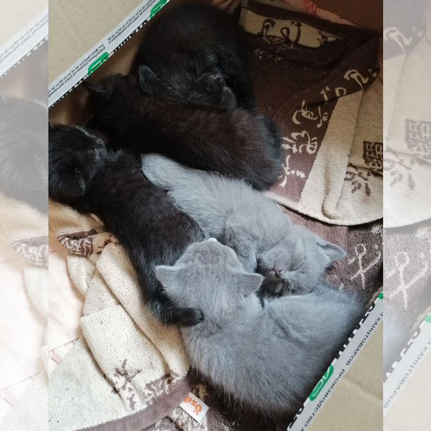 Котята в добрые руки 1 месяц