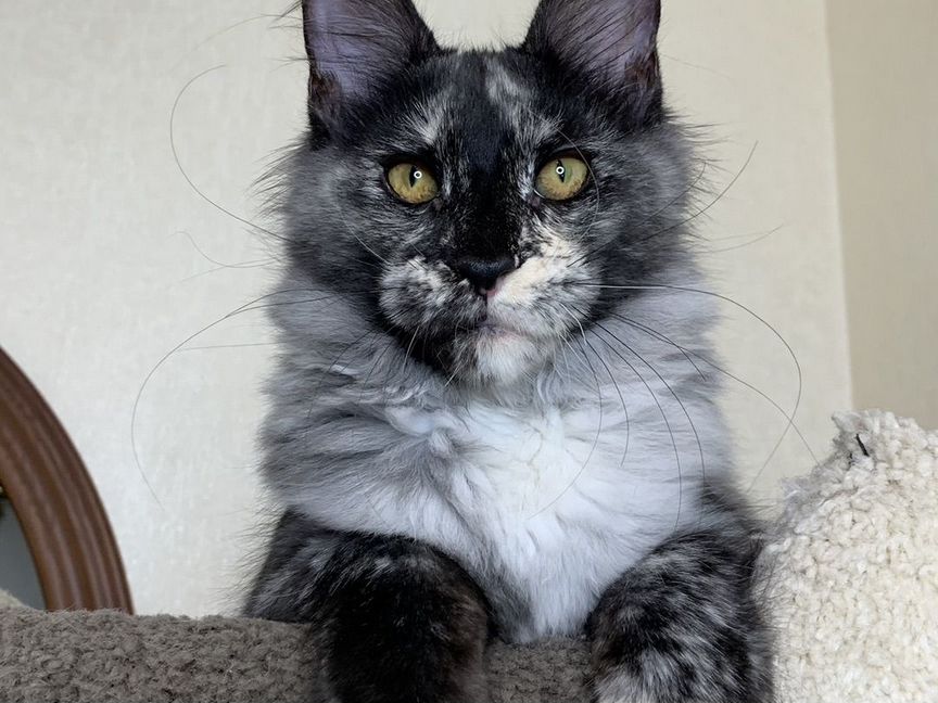 Котенок мейн-кун, девочка