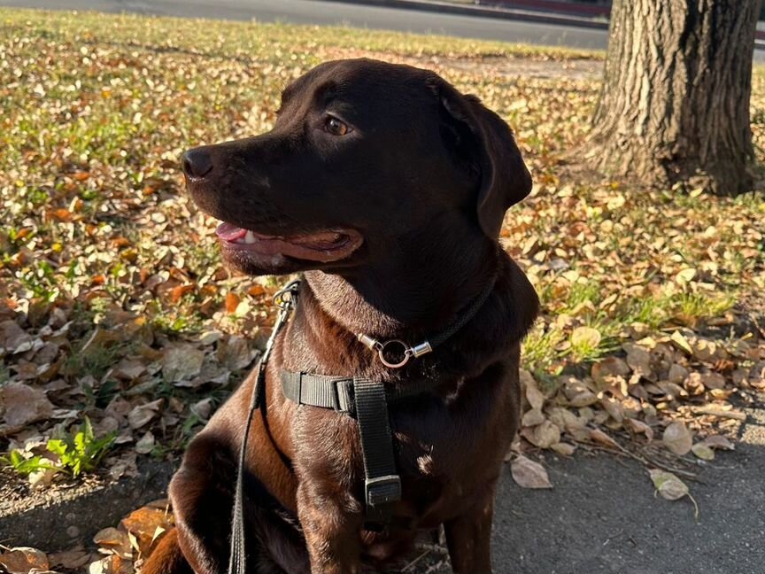 Щенки лабрадора