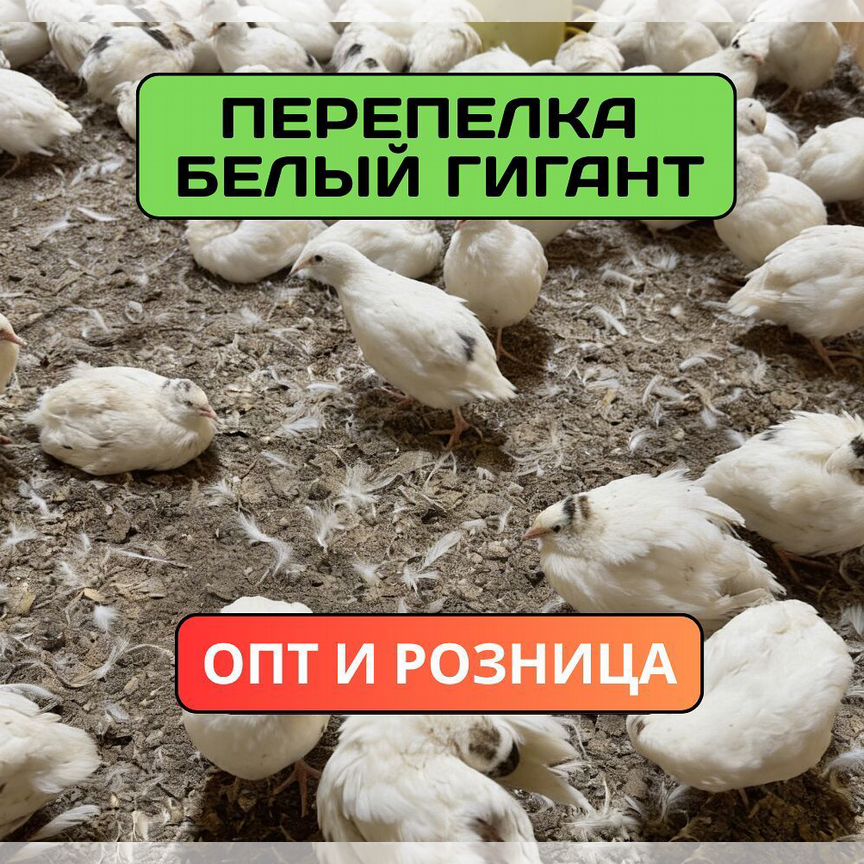 Перепелки суточные