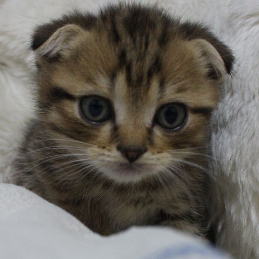 Шотландские вислоухие котята
