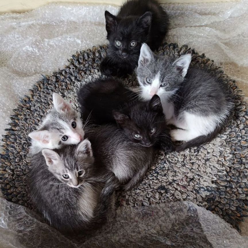 Котята в добрые руки бесплатно