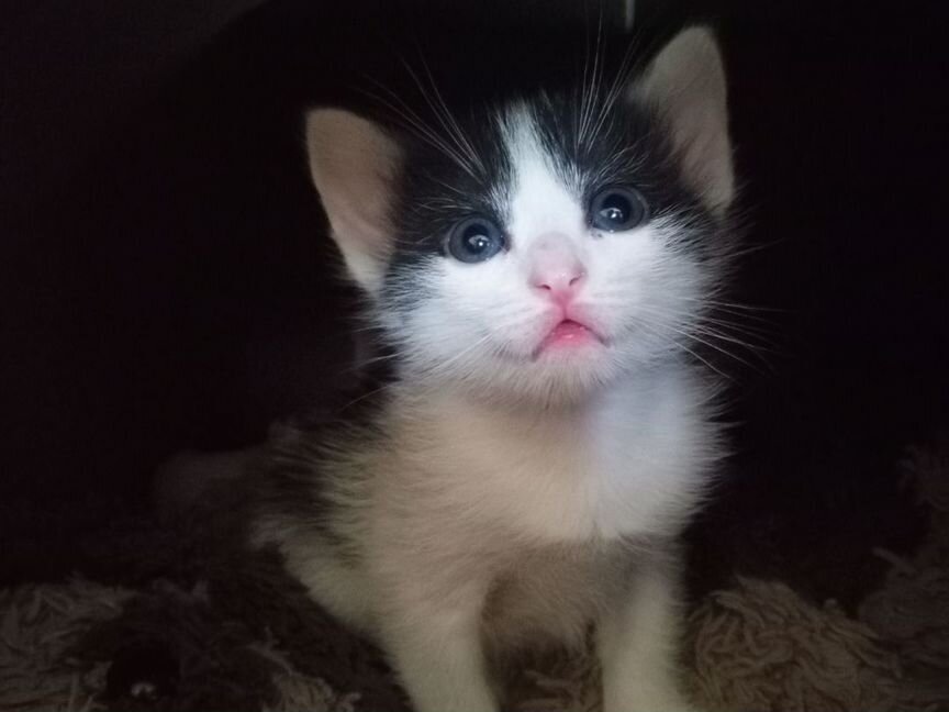 Котятки в добрые руки
