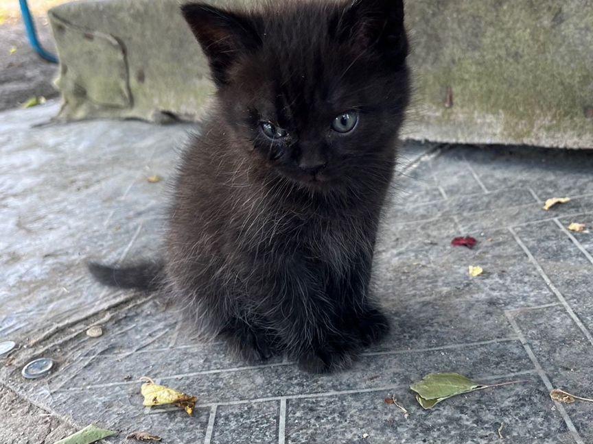 Отдам котенка в добрые руки(мама вислоухая)
