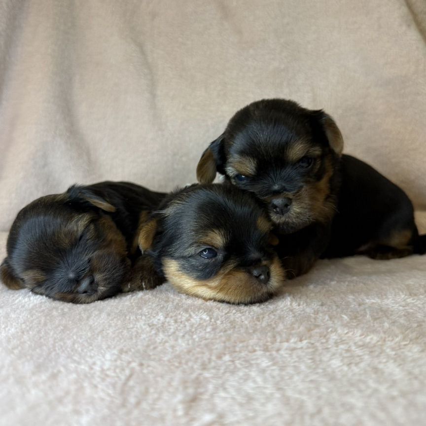 Йоркширский терьер, щенок