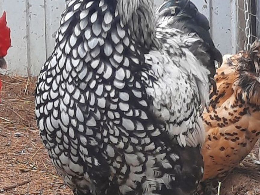 Петух Виандот