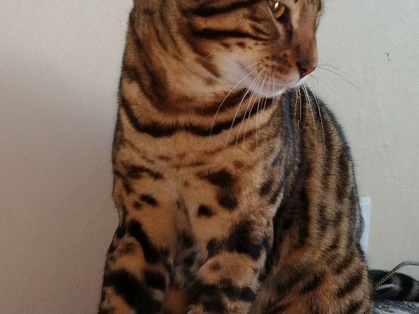 Бенгальская