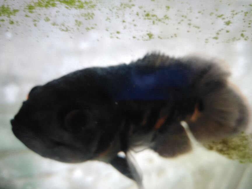 Астронотус