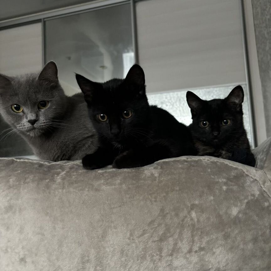 Кошки в добрые руки