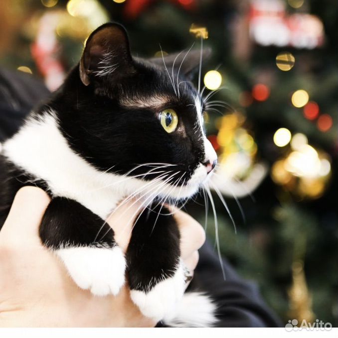 Котик Томас ищет дом