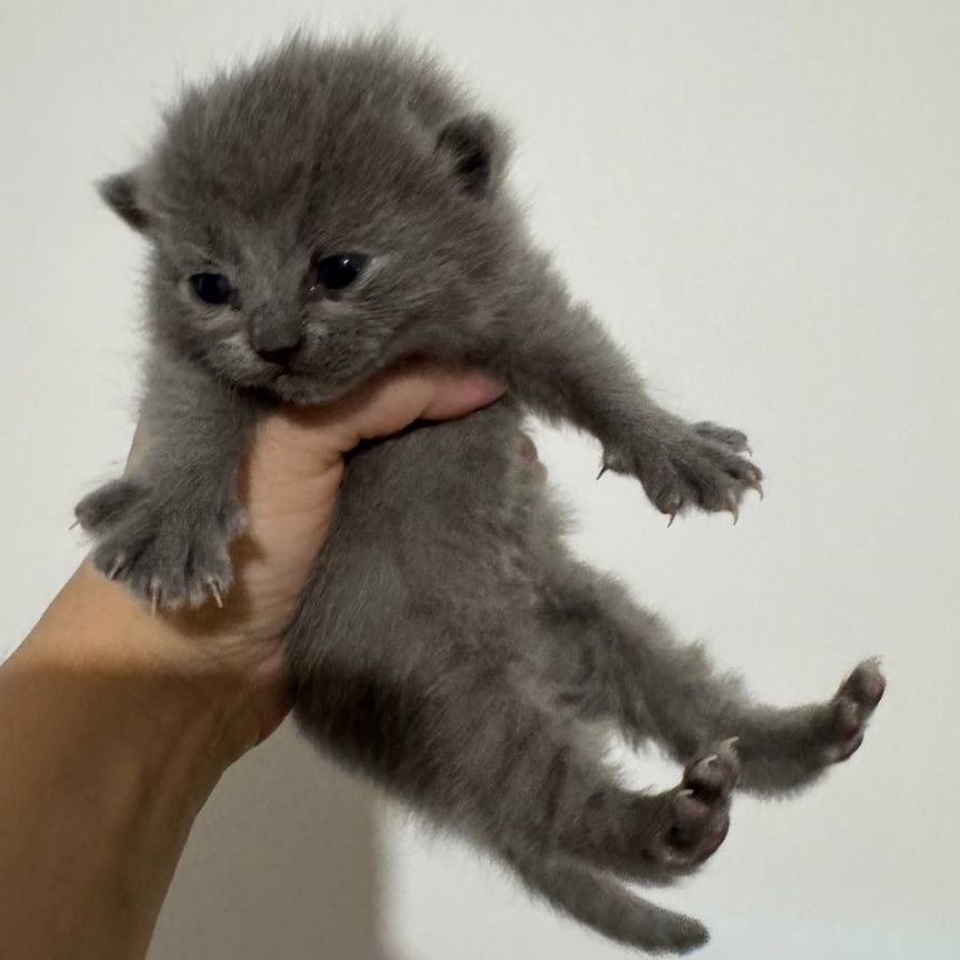 Шотландский вислоухий короткошёрстный котёнок