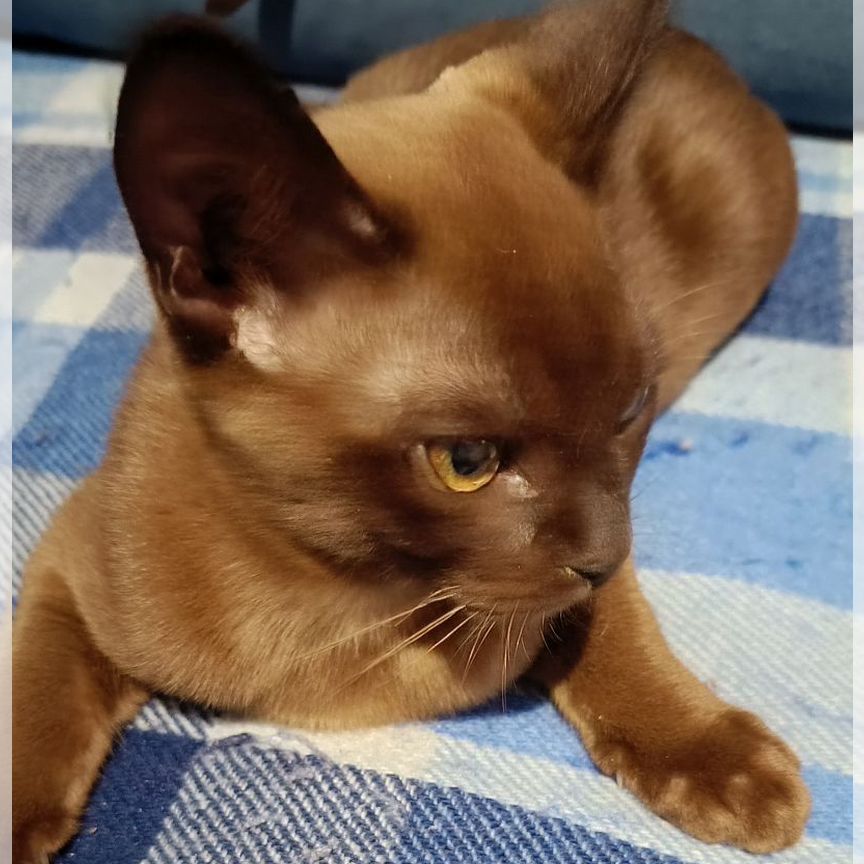 Котенок